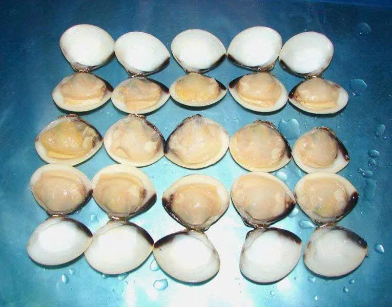 COOKED WHITE CLAM WHOLE SHELL ( MERETRIX) | Arobid